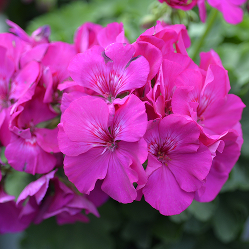 Big Rose - Ramm Botannicals