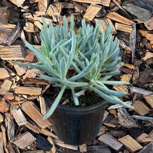 Dwarf Blue Chalk Sticks - Ramm Botannicals